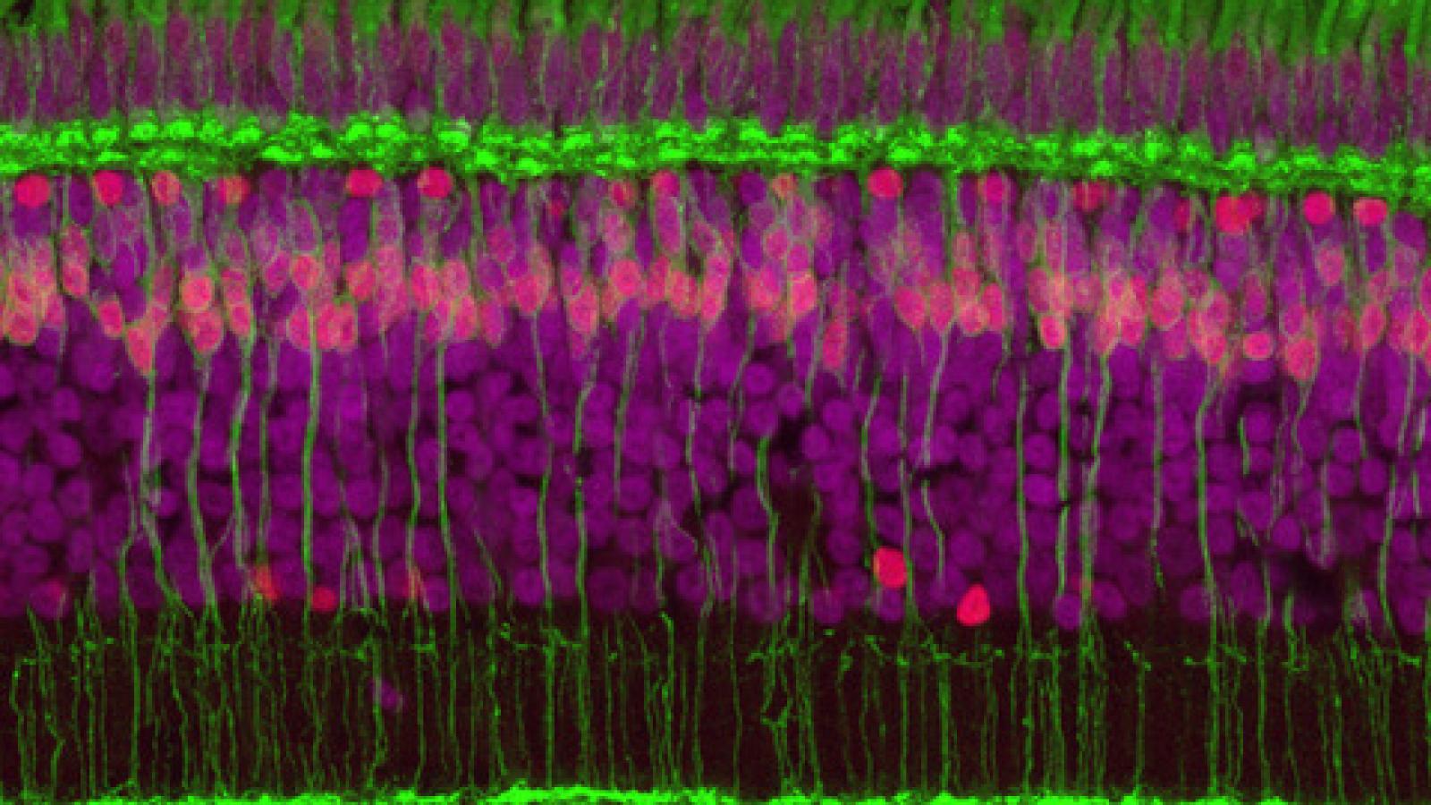 Areas of Reserach | Molecular, Cellular and Developmental Biology